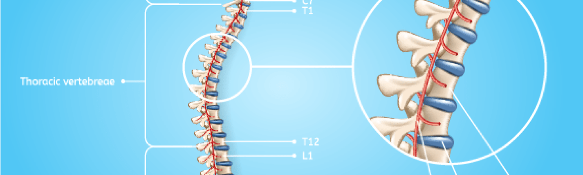 Anatomy of the Spine - DarioHealth